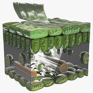 Free Blender Leaf Models | TurboSquid