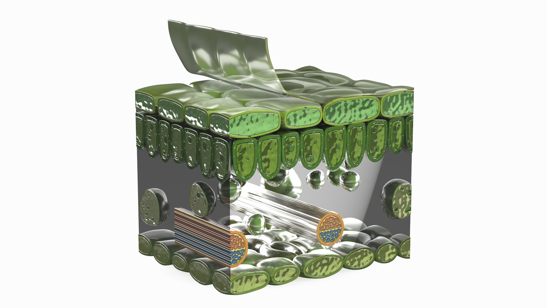 Realistic Leaf Anatomy 3D - TurboSquid 2252730