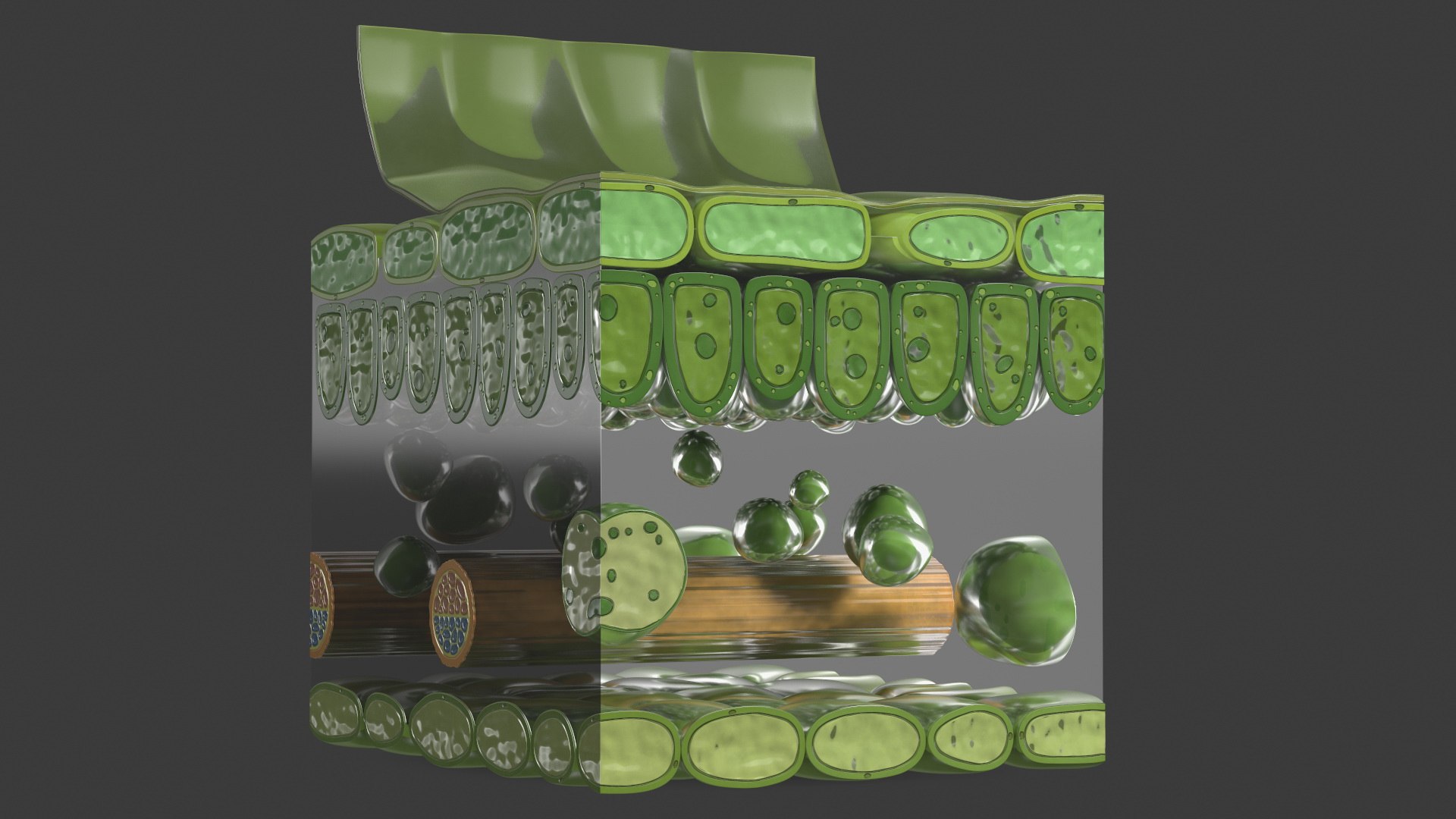 Realistic Leaf Anatomy 3D - TurboSquid 2252730
