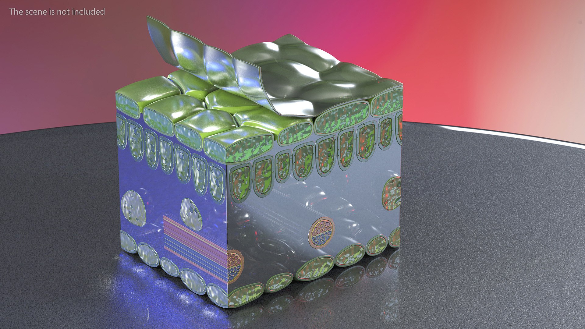 Realistic Leaf Anatomy 3D - TurboSquid 2252730