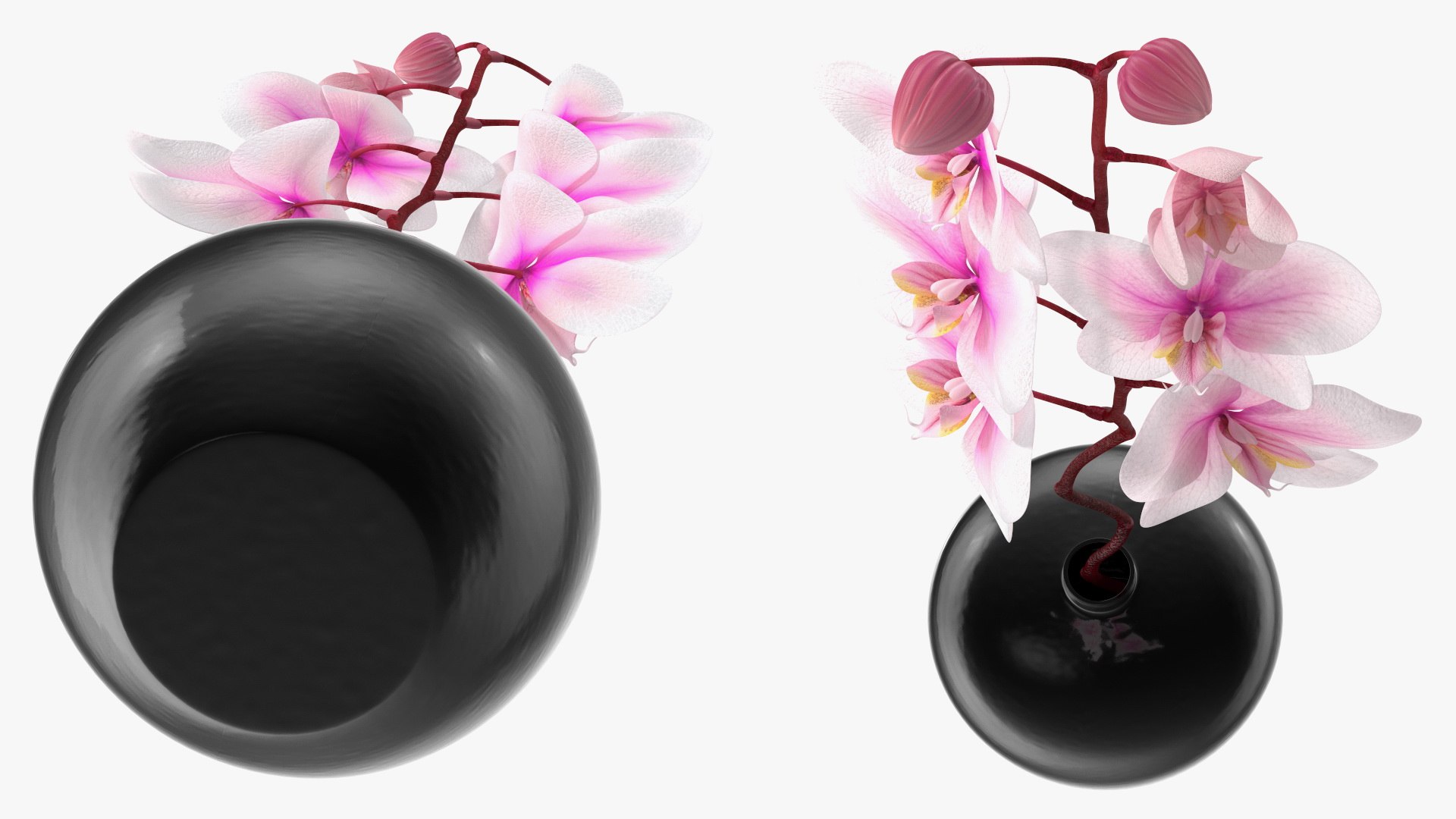 3D Model Orchid Stem And Black Vase - TurboSquid 2078093