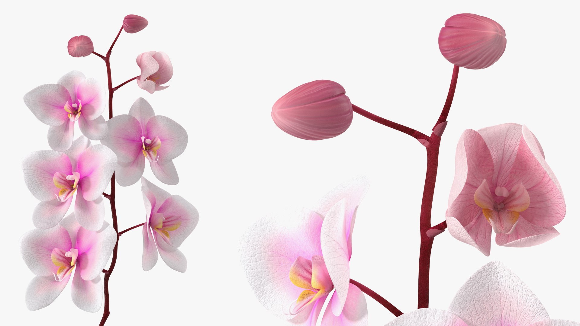 3D Model Orchid Stem And Black Vase - TurboSquid 2078093