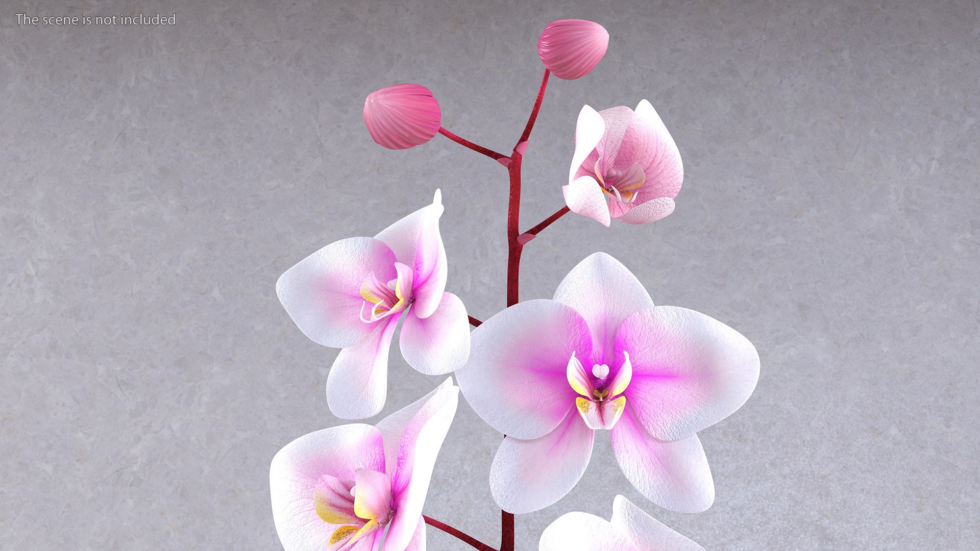 3D Model Orchid Stem And Black Vase - TurboSquid 2078093