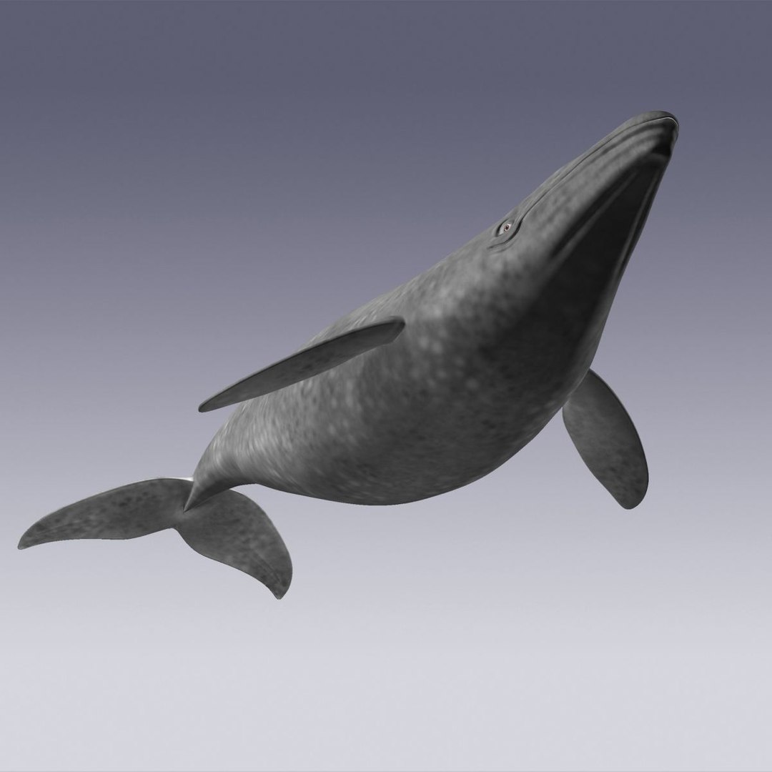 3d Model Gray Animation