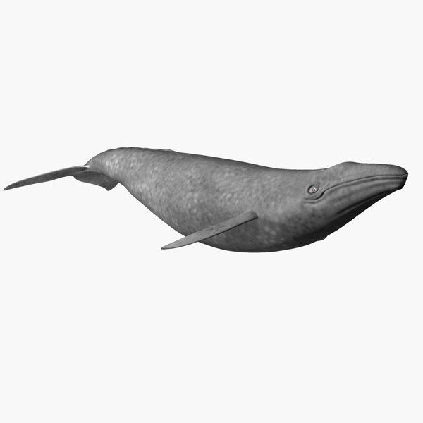 modelo 3d Ballena gris - TurboSquid 762532