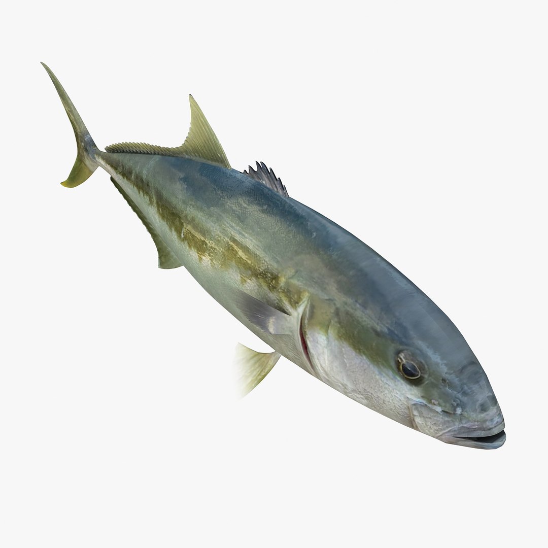 3D sea-life sea model - TurboSquid 1229909