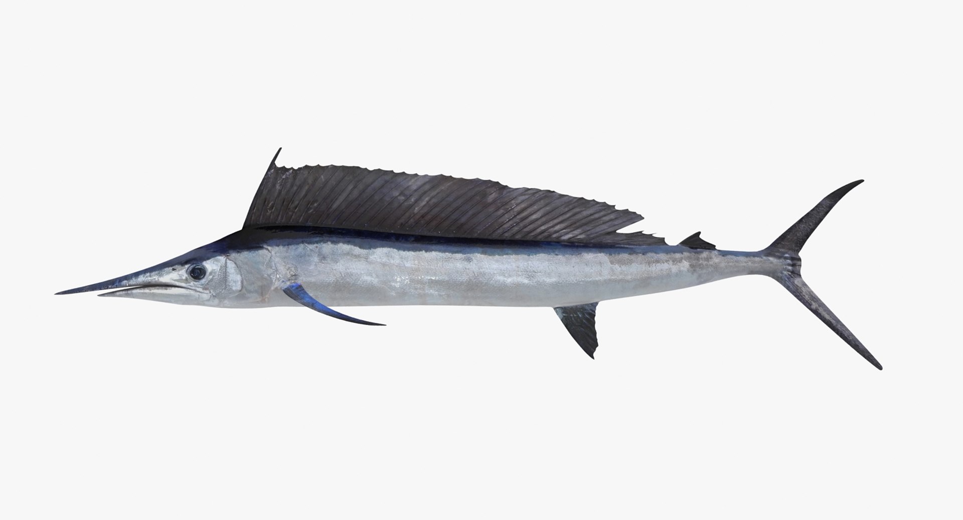 3D sea-life sea model - TurboSquid 1229909