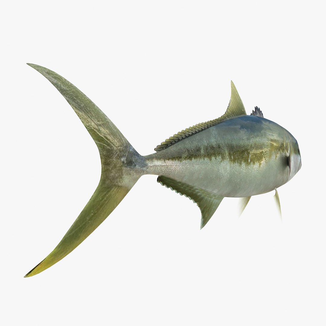 3D sea-life sea model - TurboSquid 1229909