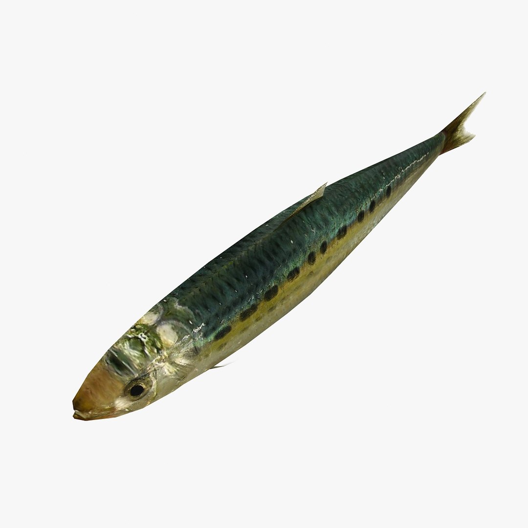 3D sea-life sea model - TurboSquid 1229909