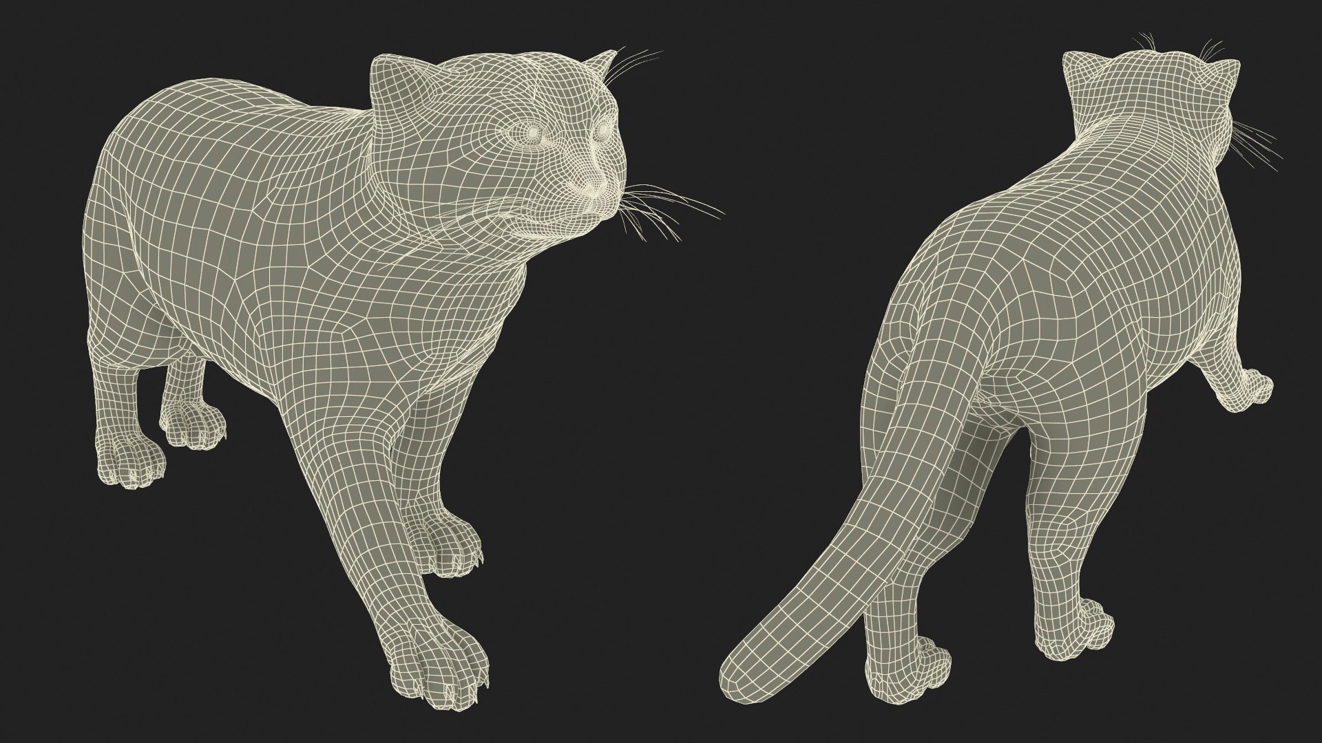3D Cat Rigged Animated - TurboSquid 2264132