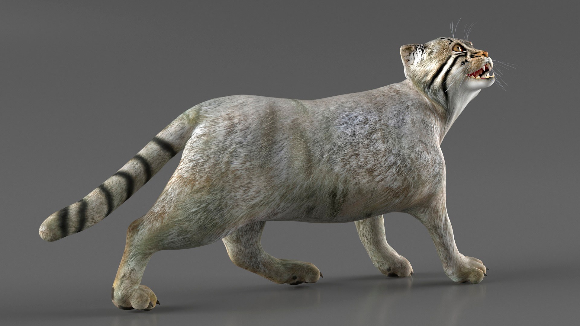 3D Cat Rigged Animated - TurboSquid 2264132