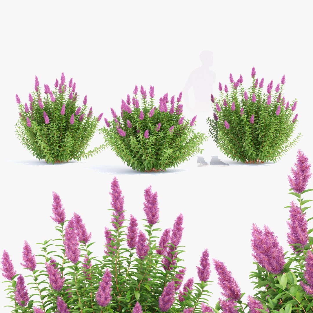 3D Model Spiraea Douglasii - TurboSquid 1949327