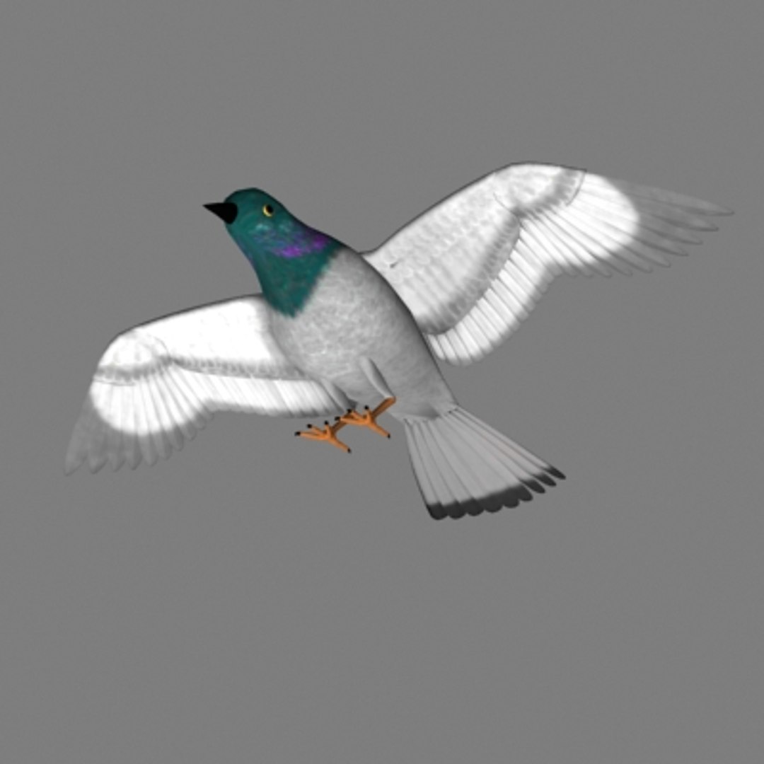 imagination pigeon 3d model