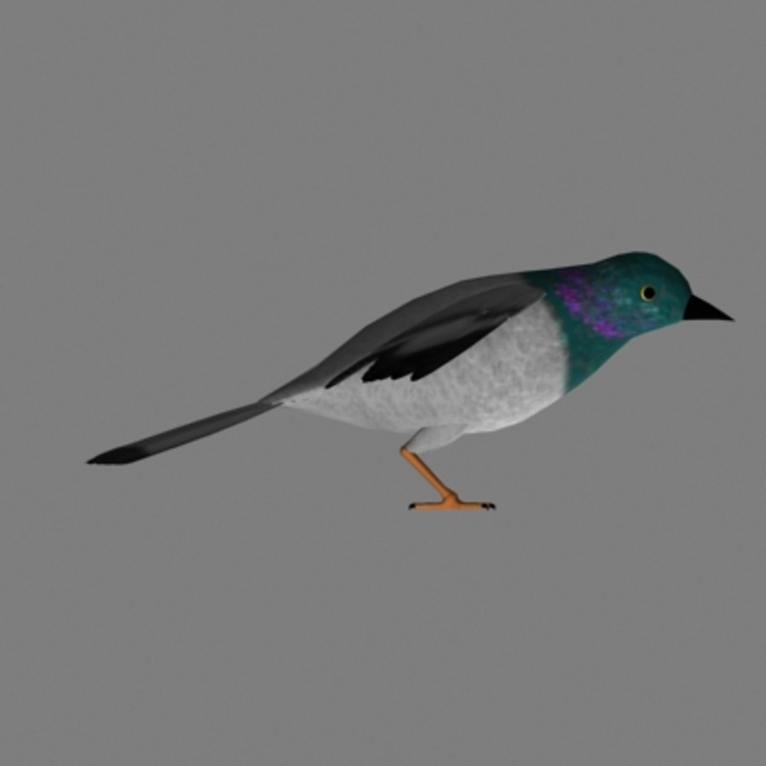 imagination pigeon 3d model