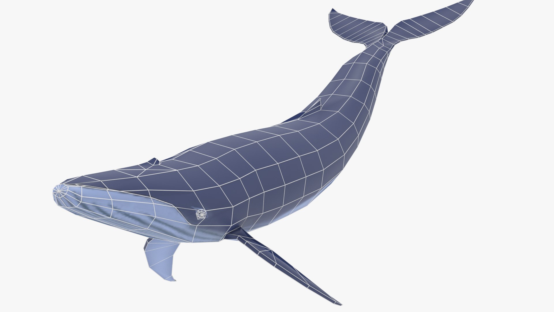 3D model blue whale - TurboSquid 2095218