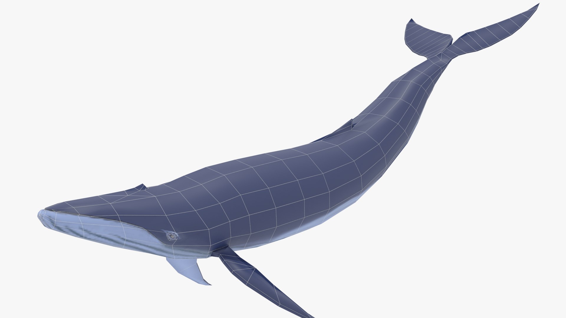 3D model blue whale - TurboSquid 2095218