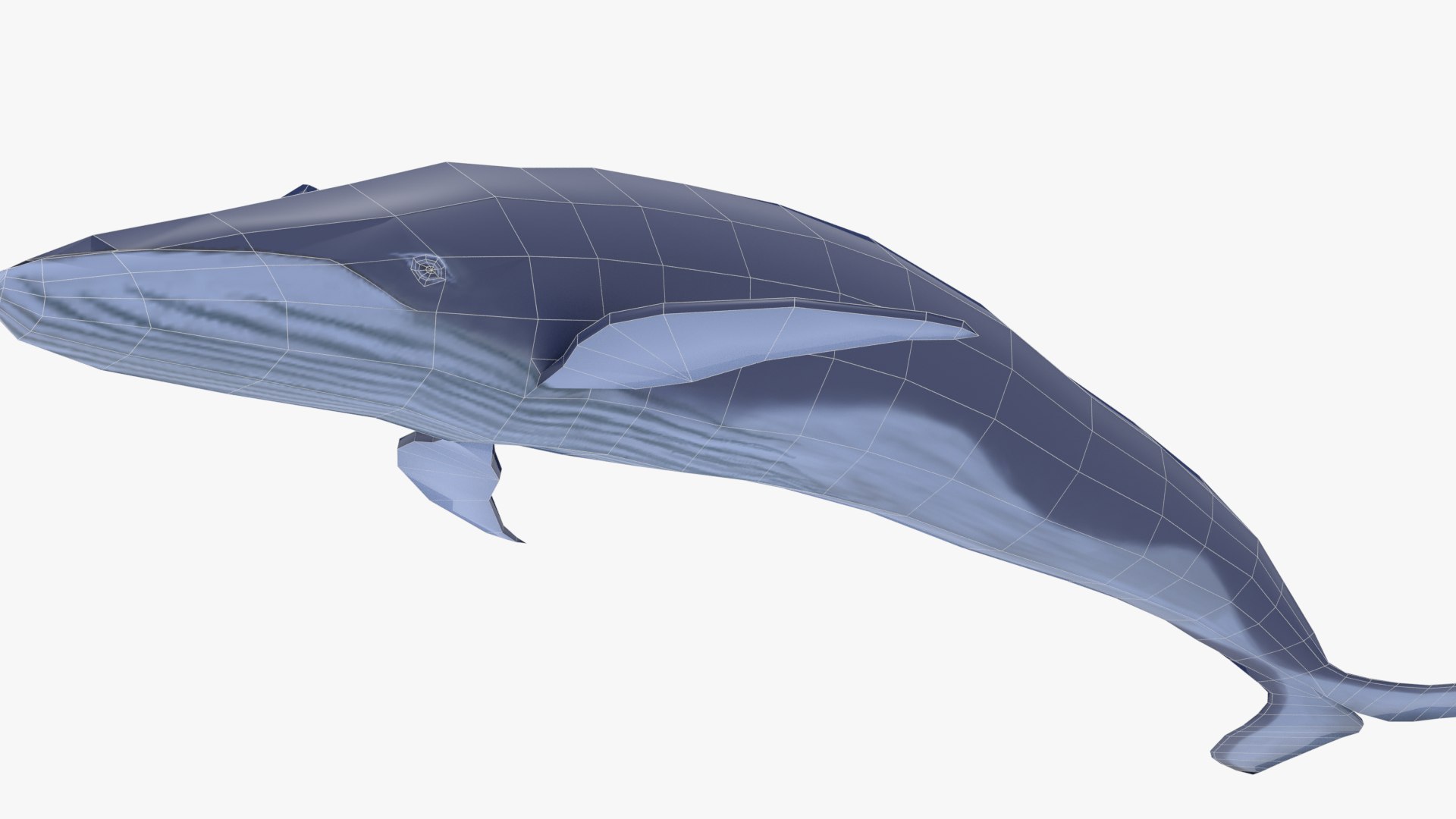 3D model blue whale - TurboSquid 2095218