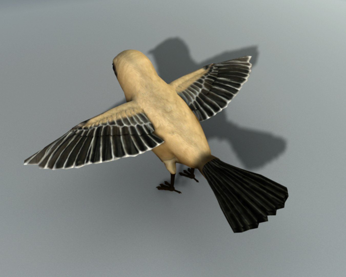 3d Model Desert Wheater Bird