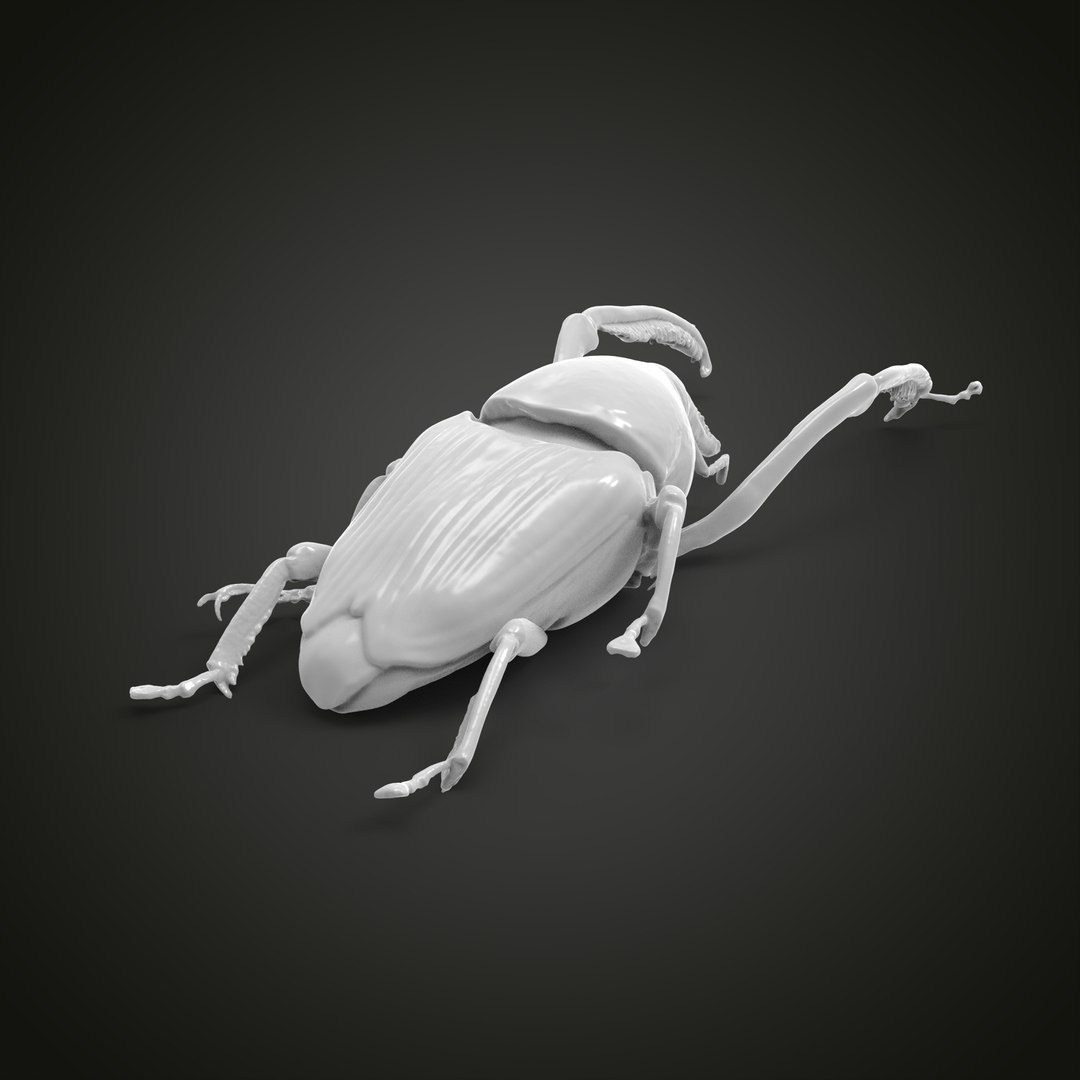 3D Weevil beetle model - TurboSquid 1870108