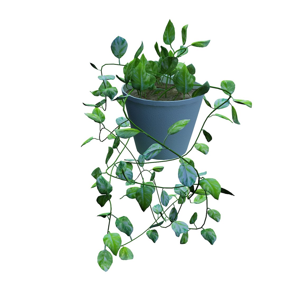 3d model scindapsus aureus 2
