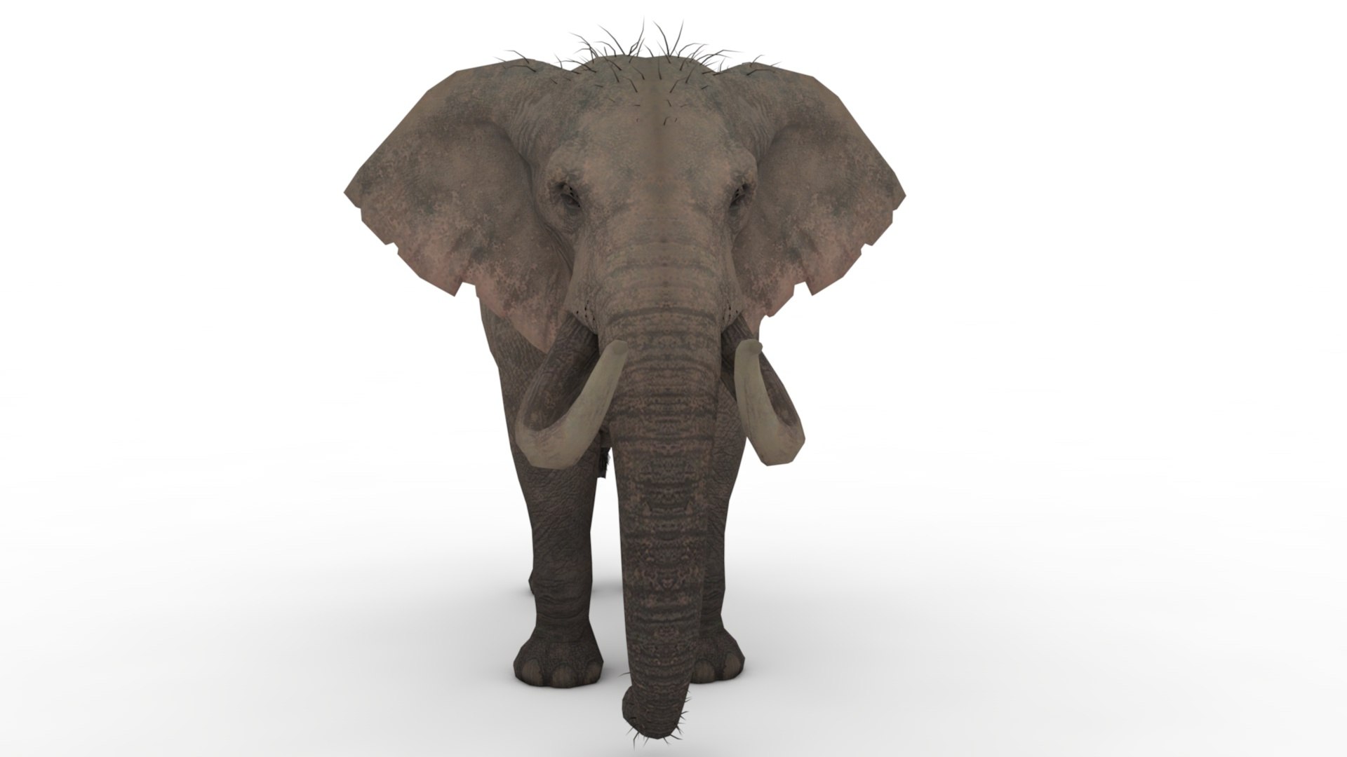 Elephant 3D model - TurboSquid 1838315