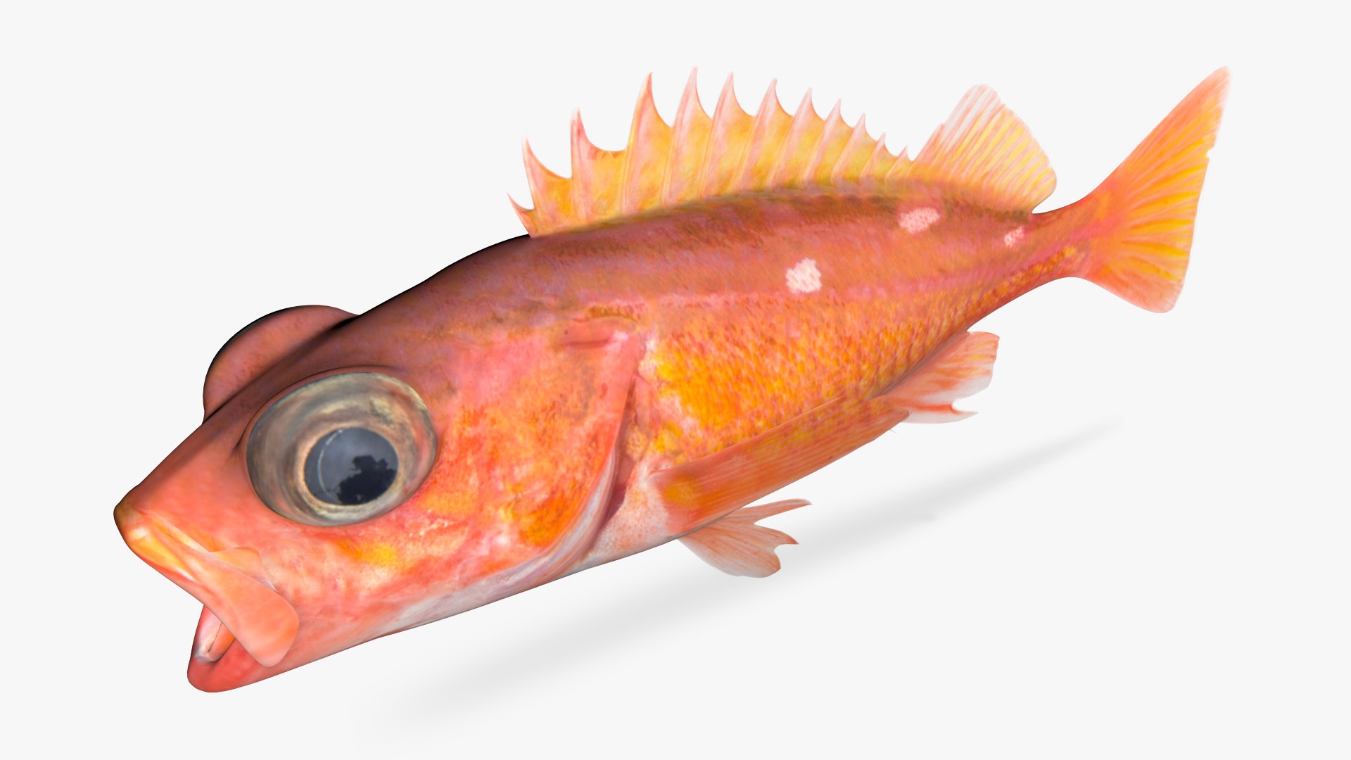 3D rosy rockfish fish - TurboSquid 1670307