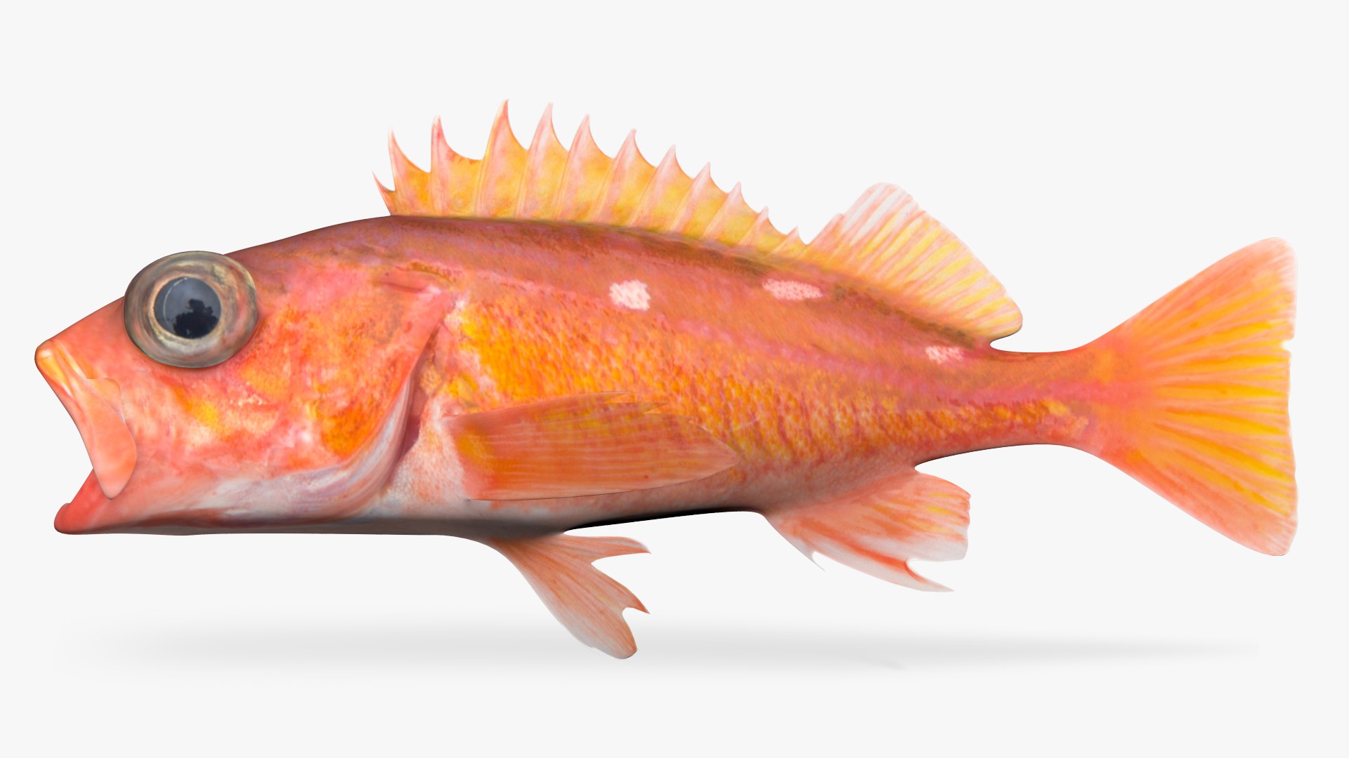 3D rosy rockfish fish - TurboSquid 1670307