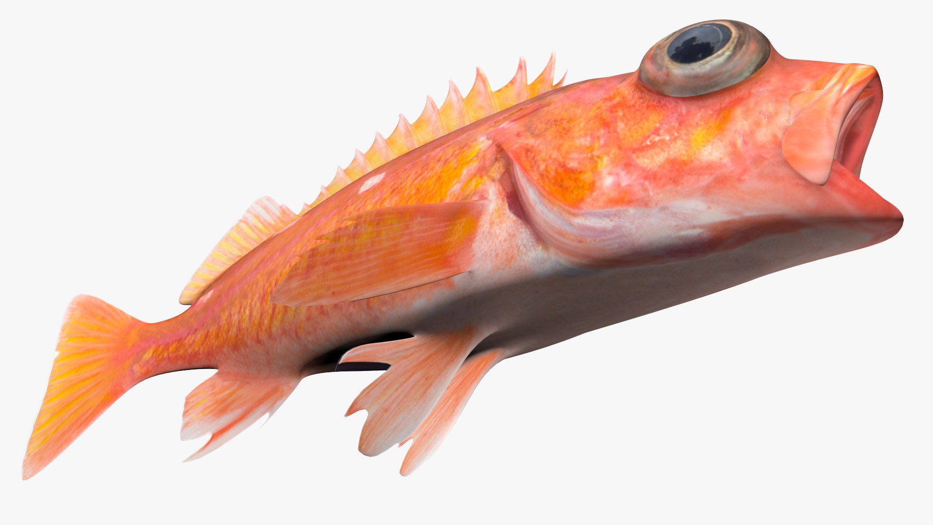 3D rosy rockfish fish - TurboSquid 1670307