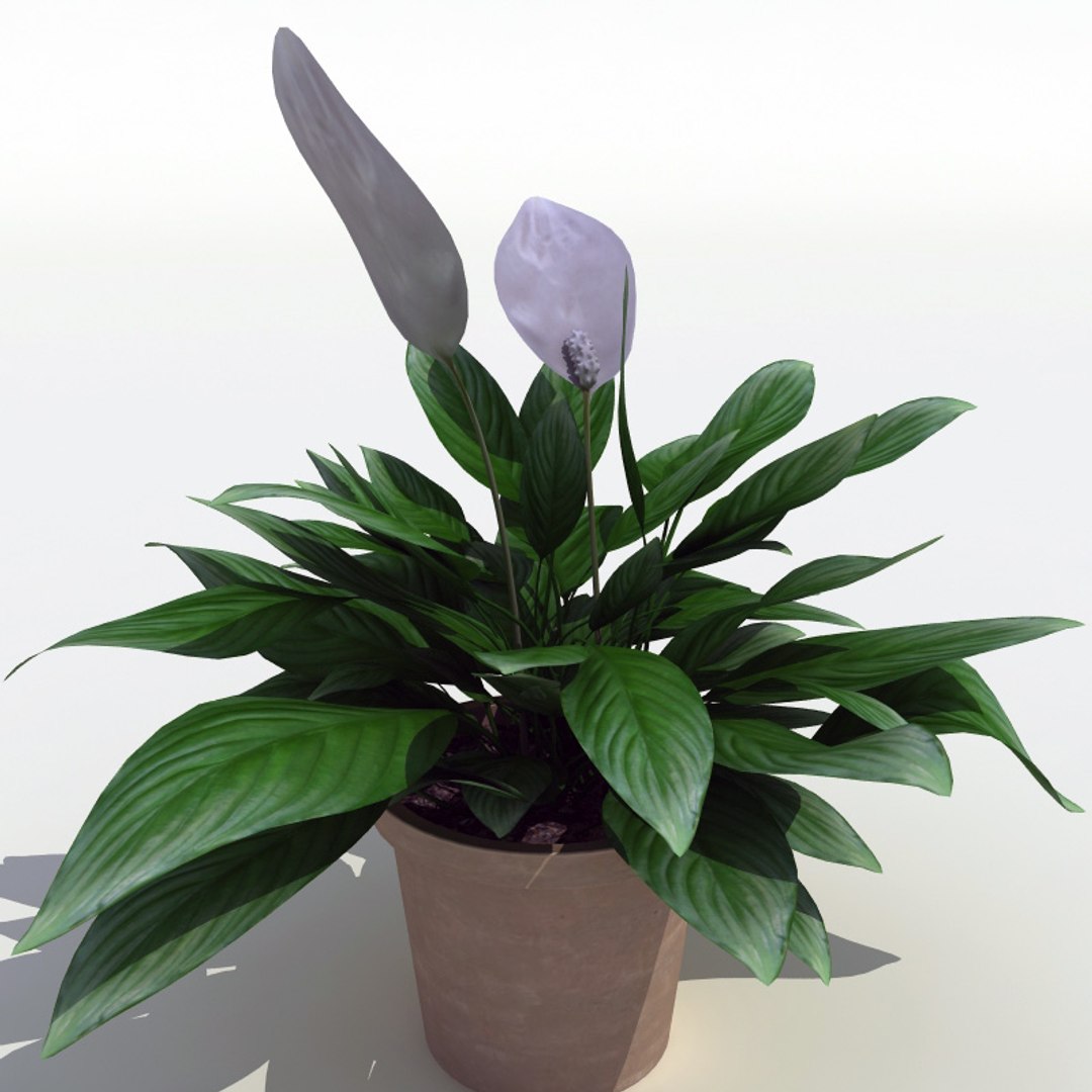 3d Model Spathiphyllum Petite
