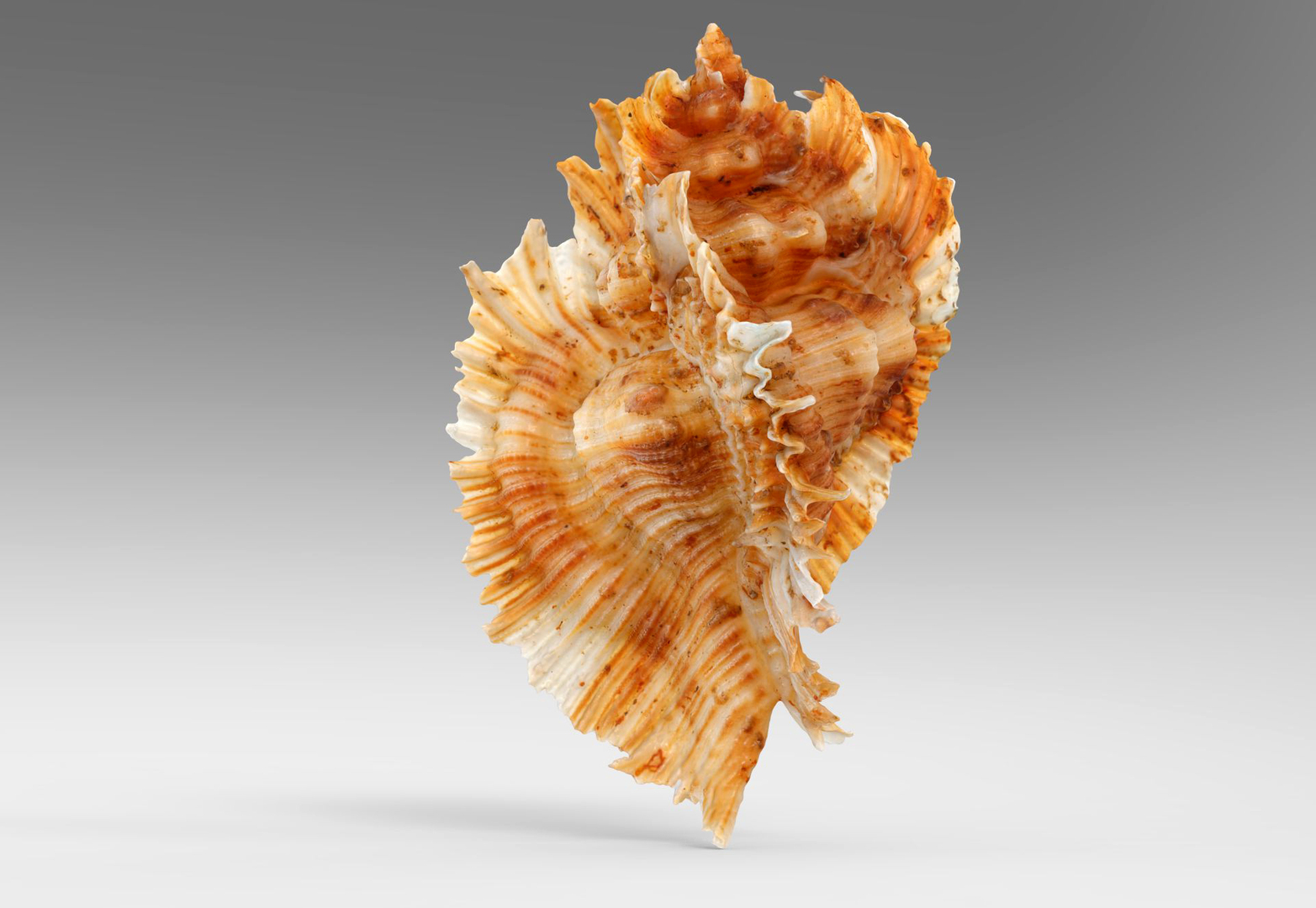 Pterinotus Miyokoae Sea Shell 3D Model - TurboSquid 2072951