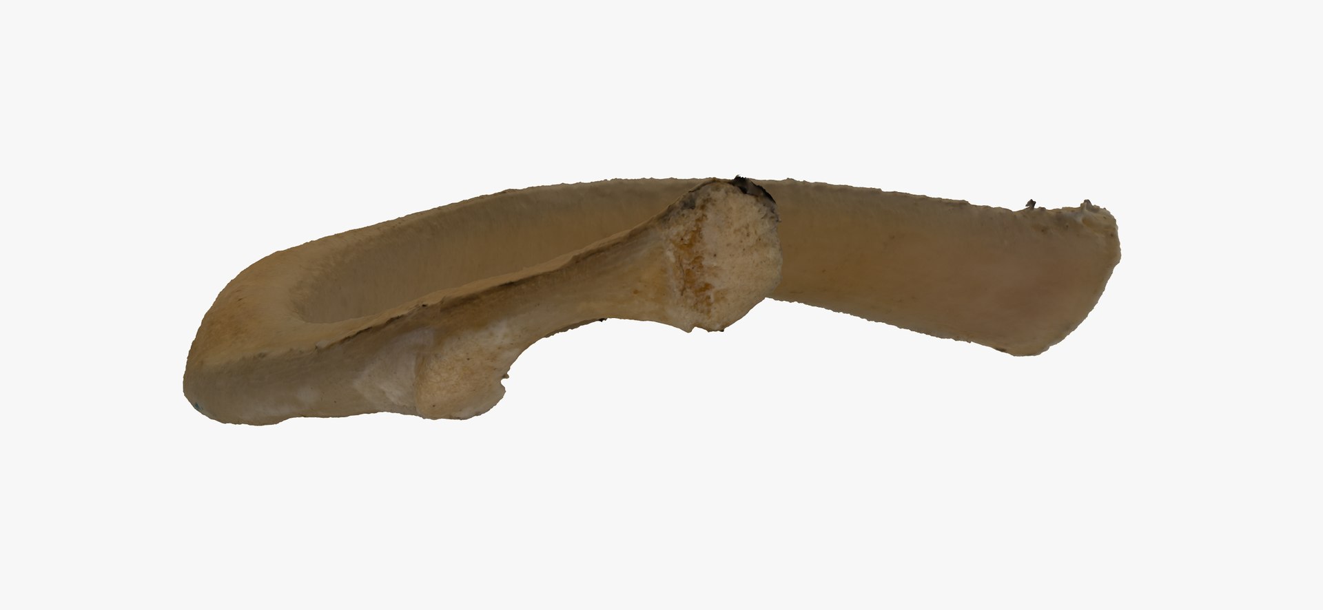 3D Kangaroo Red-necked Wallaby (Macropus Rufogriseus) Rib T10 RAW Scan ...