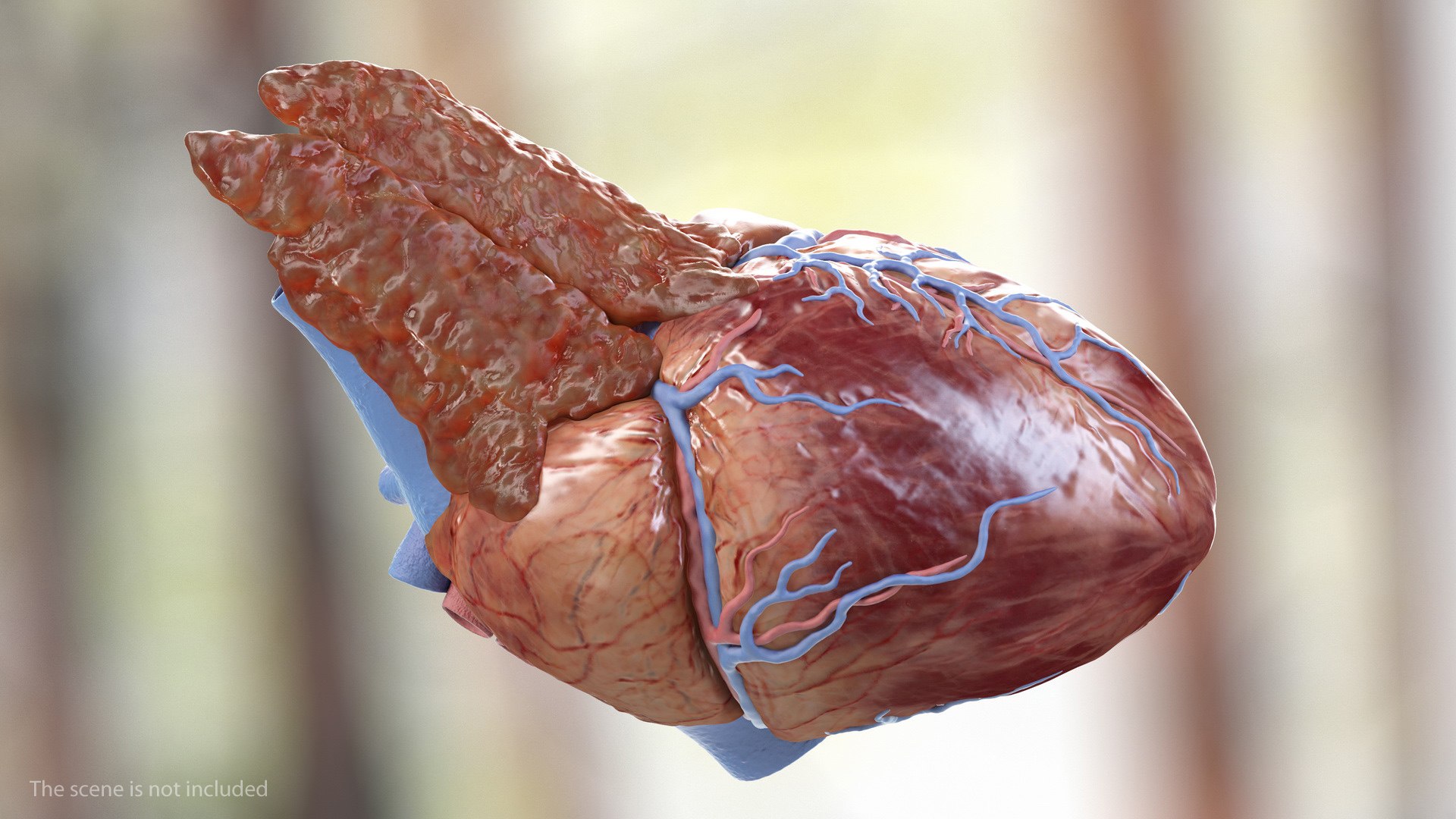 Human Heart Thymus 3D - TurboSquid 1468291