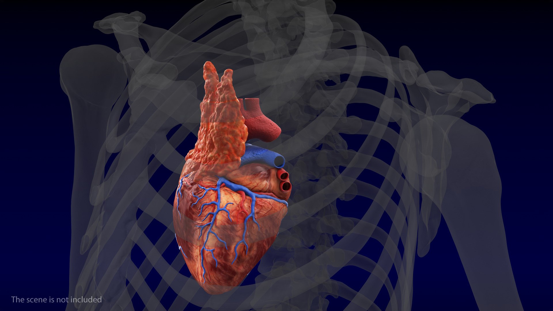 Human Heart Thymus 3D - TurboSquid 1468291