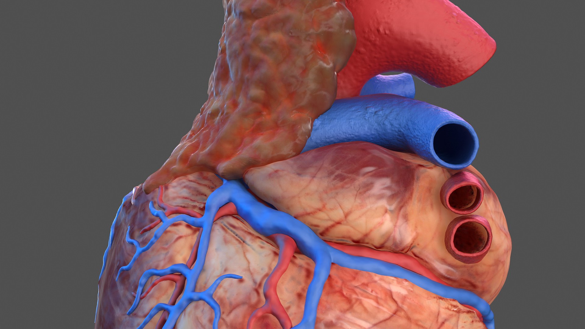 Human Heart Thymus 3D - TurboSquid 1468291