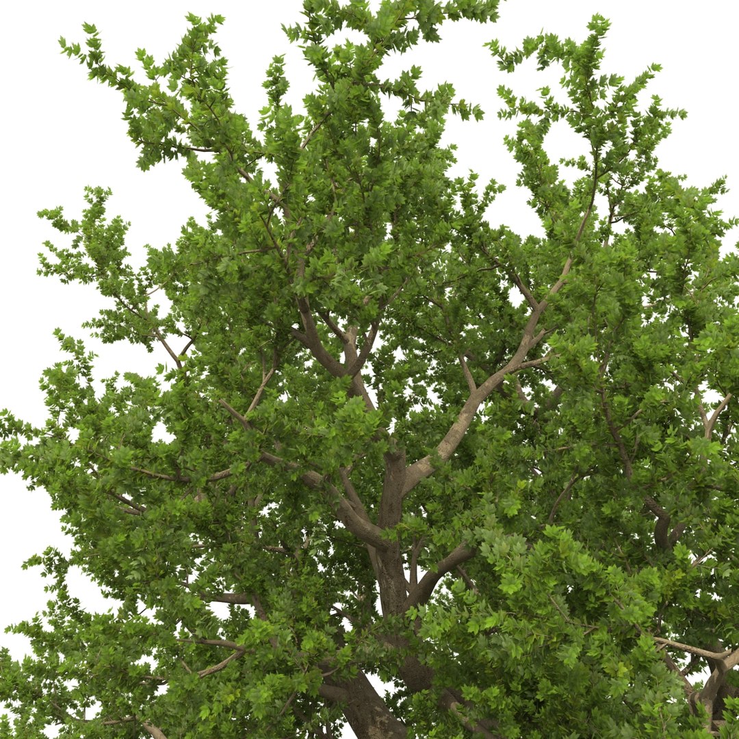 Old Red Maple Tree Max