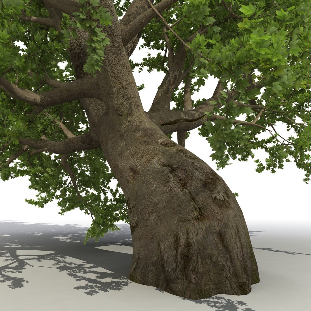 Old Red Maple Tree Max