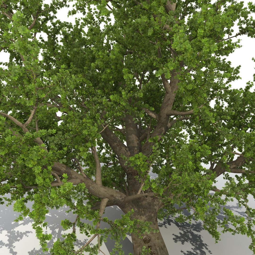 Old Red Maple Tree Max