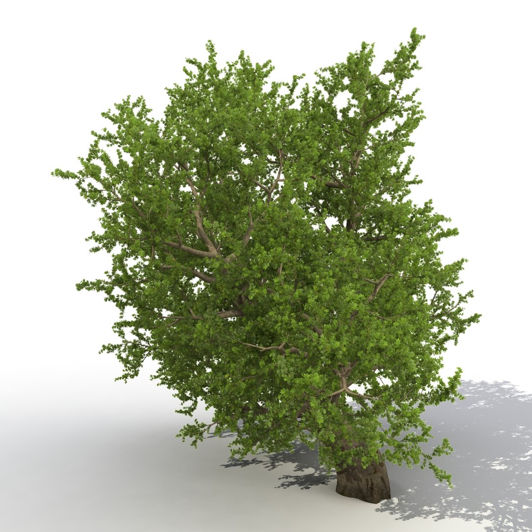 Old Red Maple Tree Max