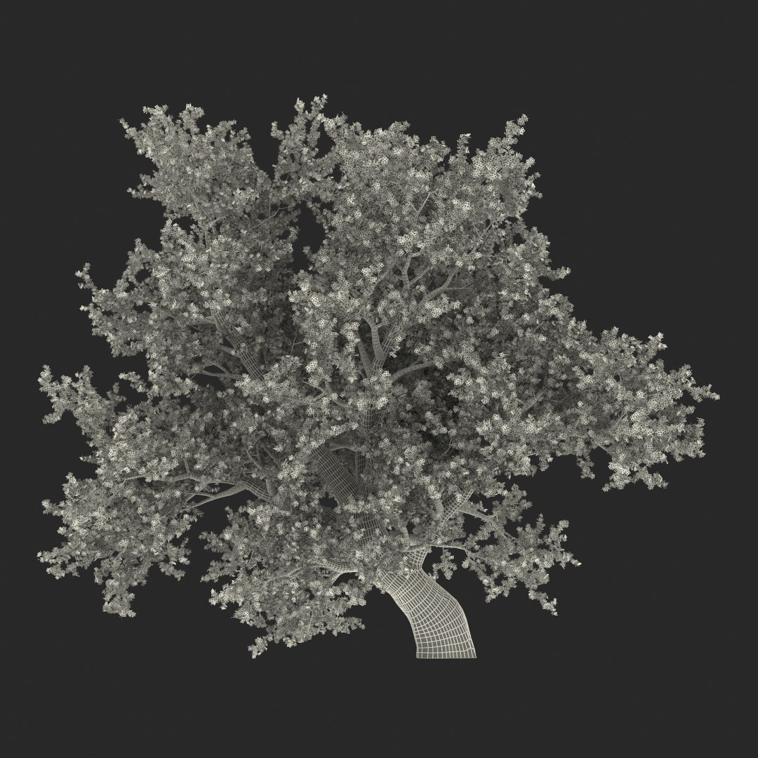 old red maple tree max