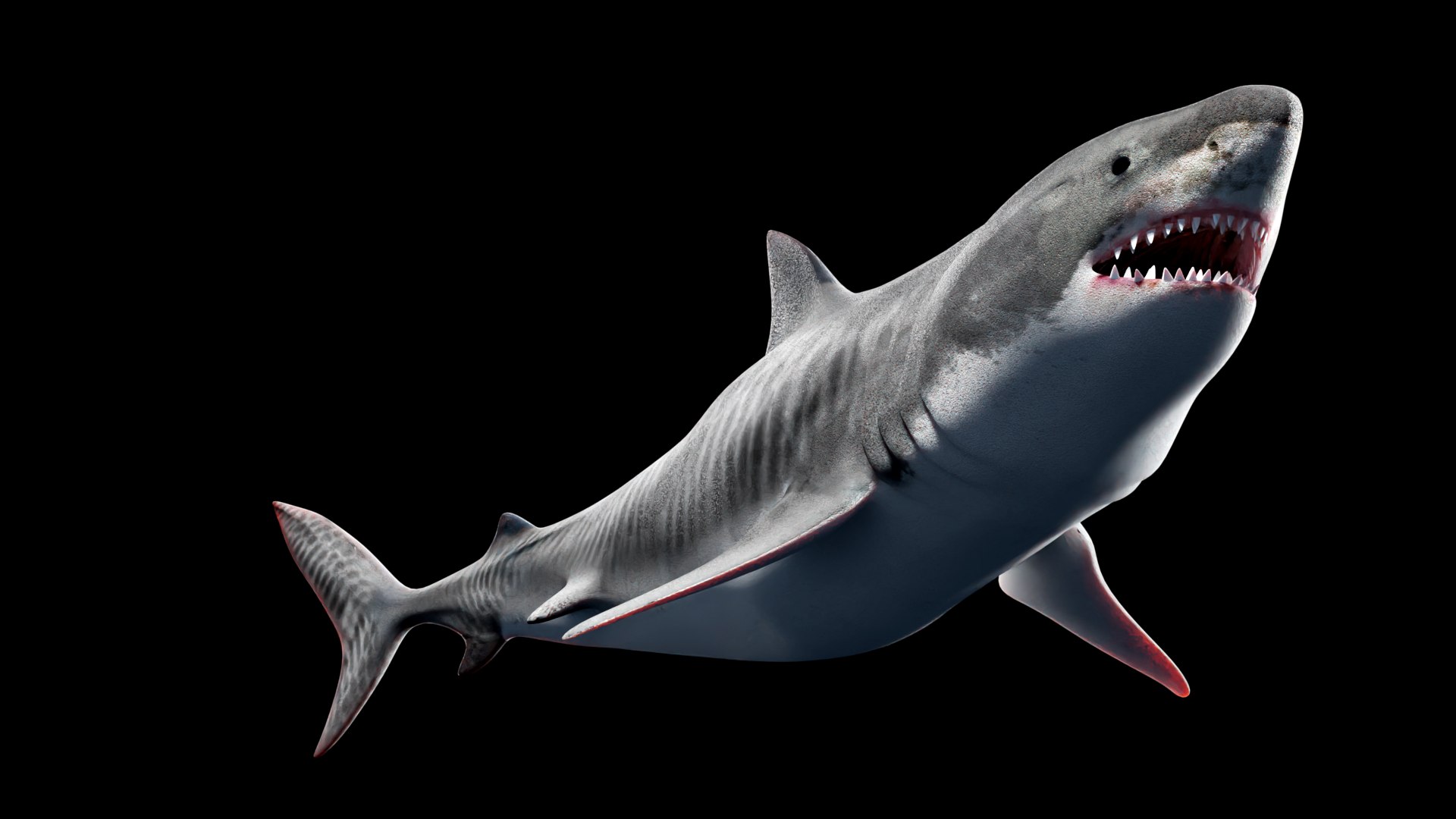 Animated Tiger Shark Model - TurboSquid 2181558