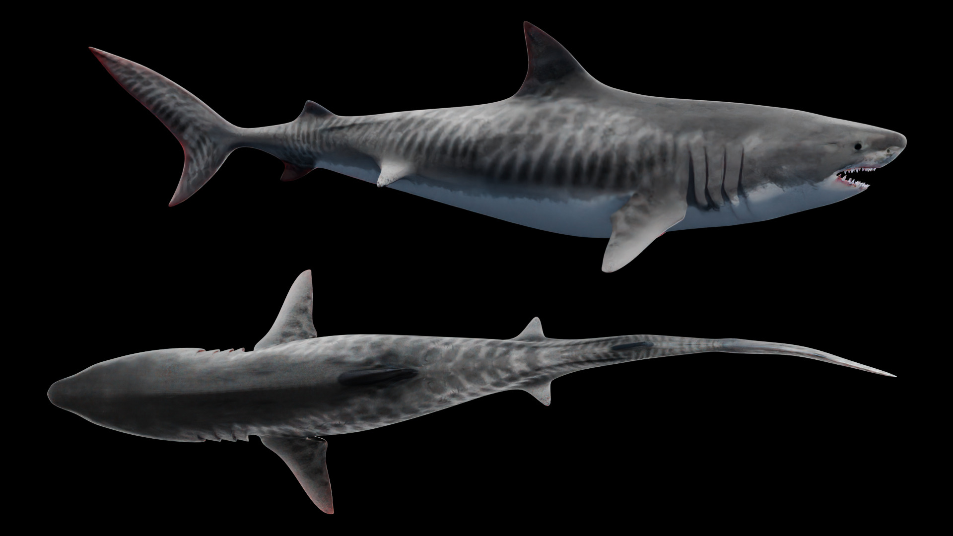 Animated Tiger Shark Model - TurboSquid 2181558