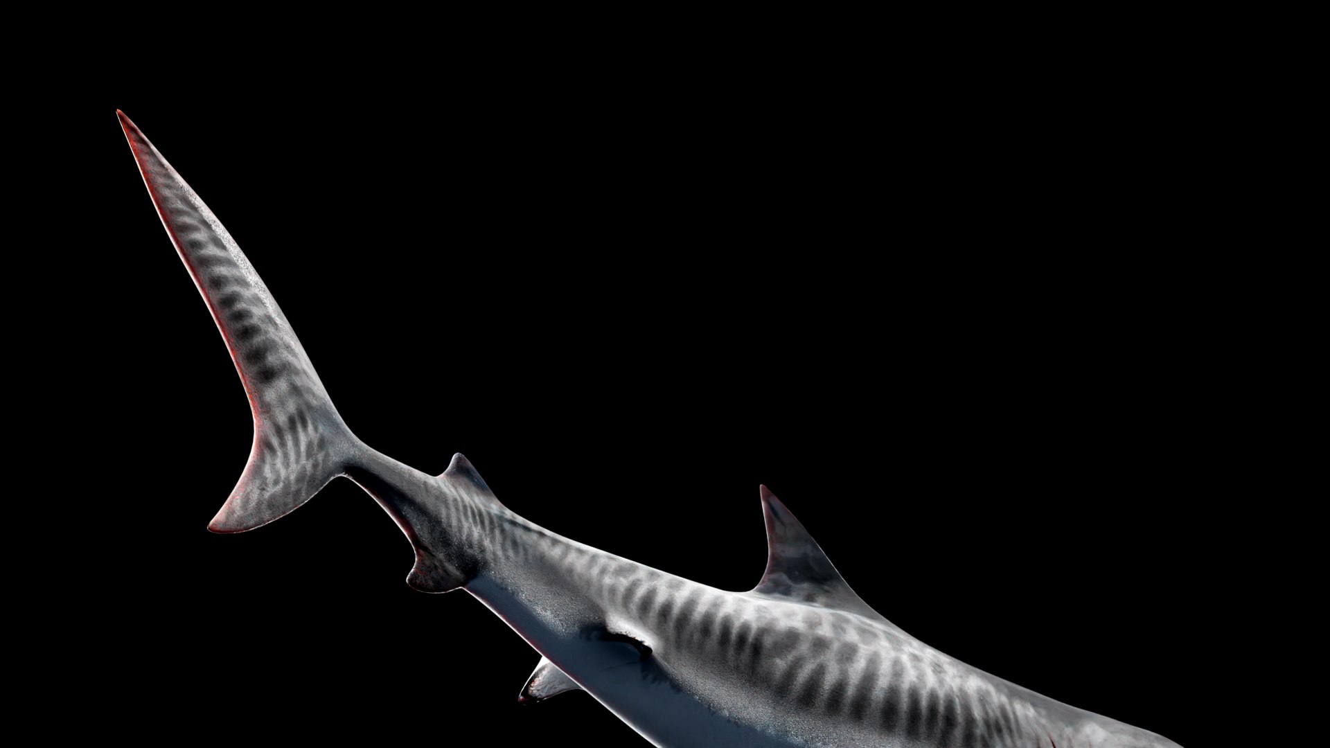 Animated Tiger Shark Model - TurboSquid 2181558