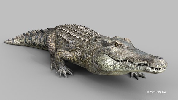 3D model realistic crocodile animating - TurboSquid 1441718