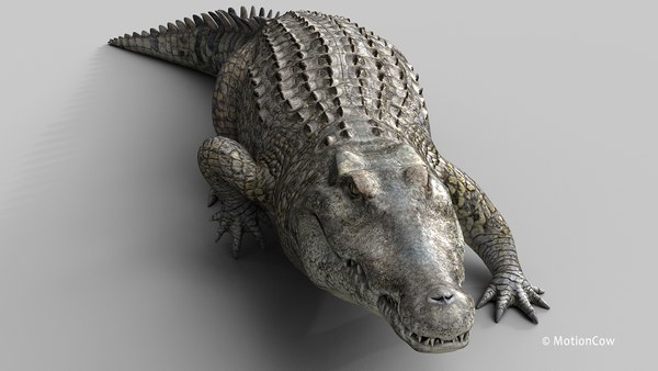 3D model realistic crocodile animating - TurboSquid 1441718