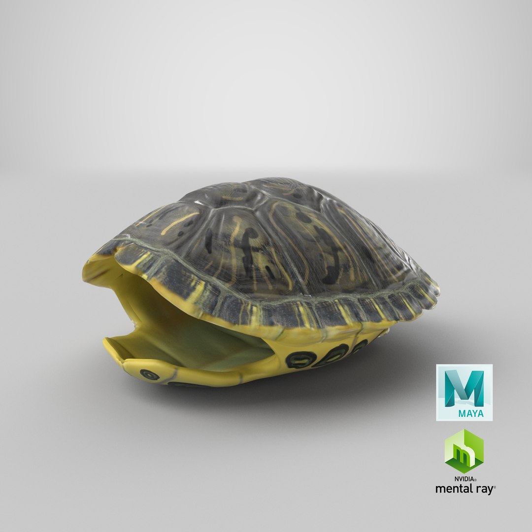 3d Turtle Shell