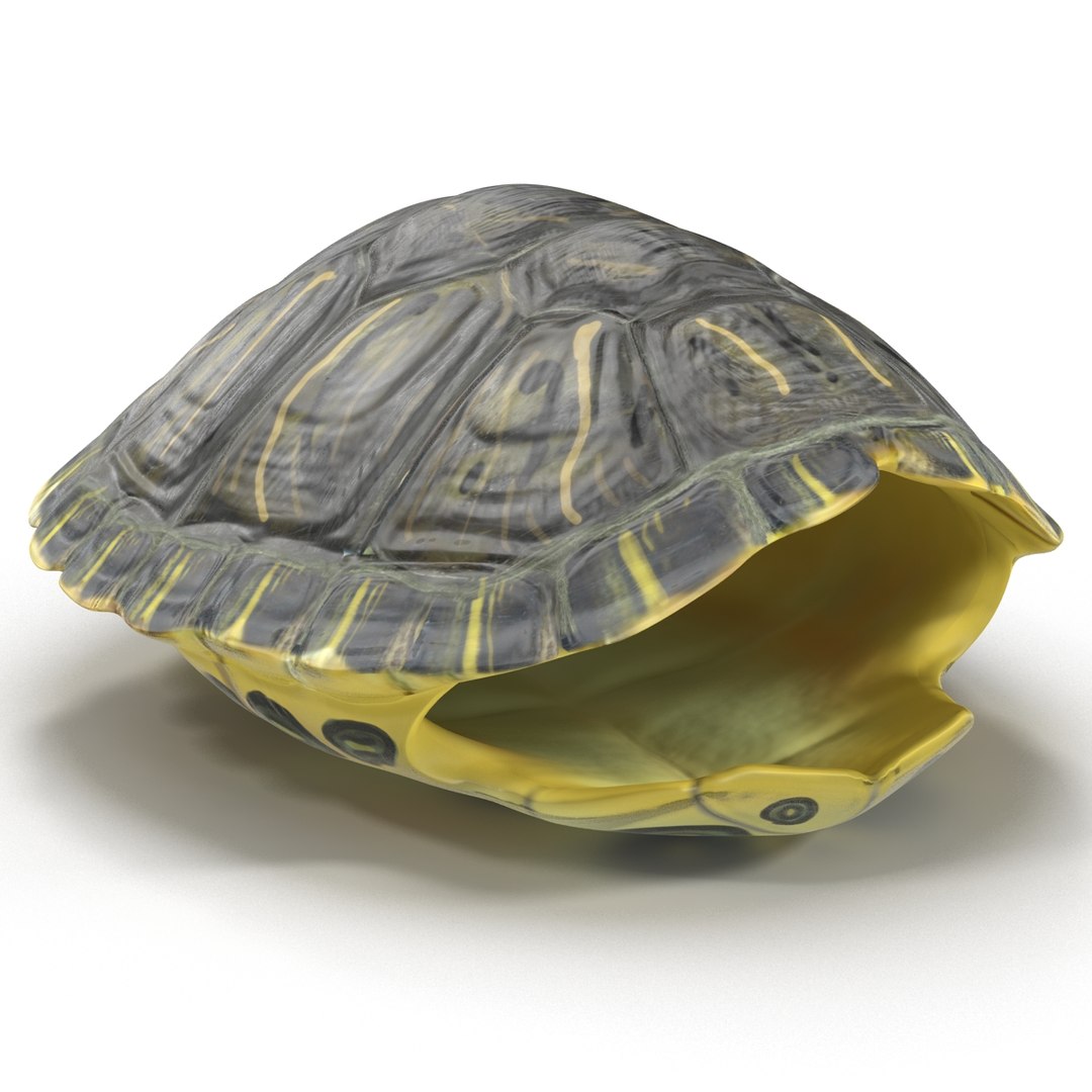 3d Turtle Shell