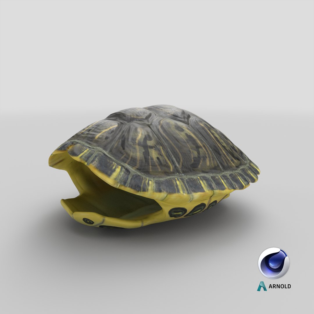 3d Turtle Shell