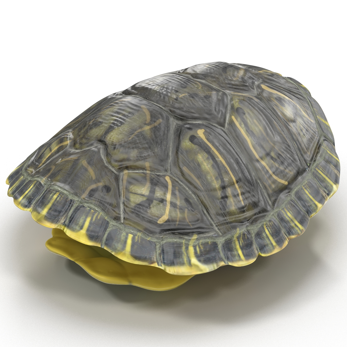 3d turtle shell