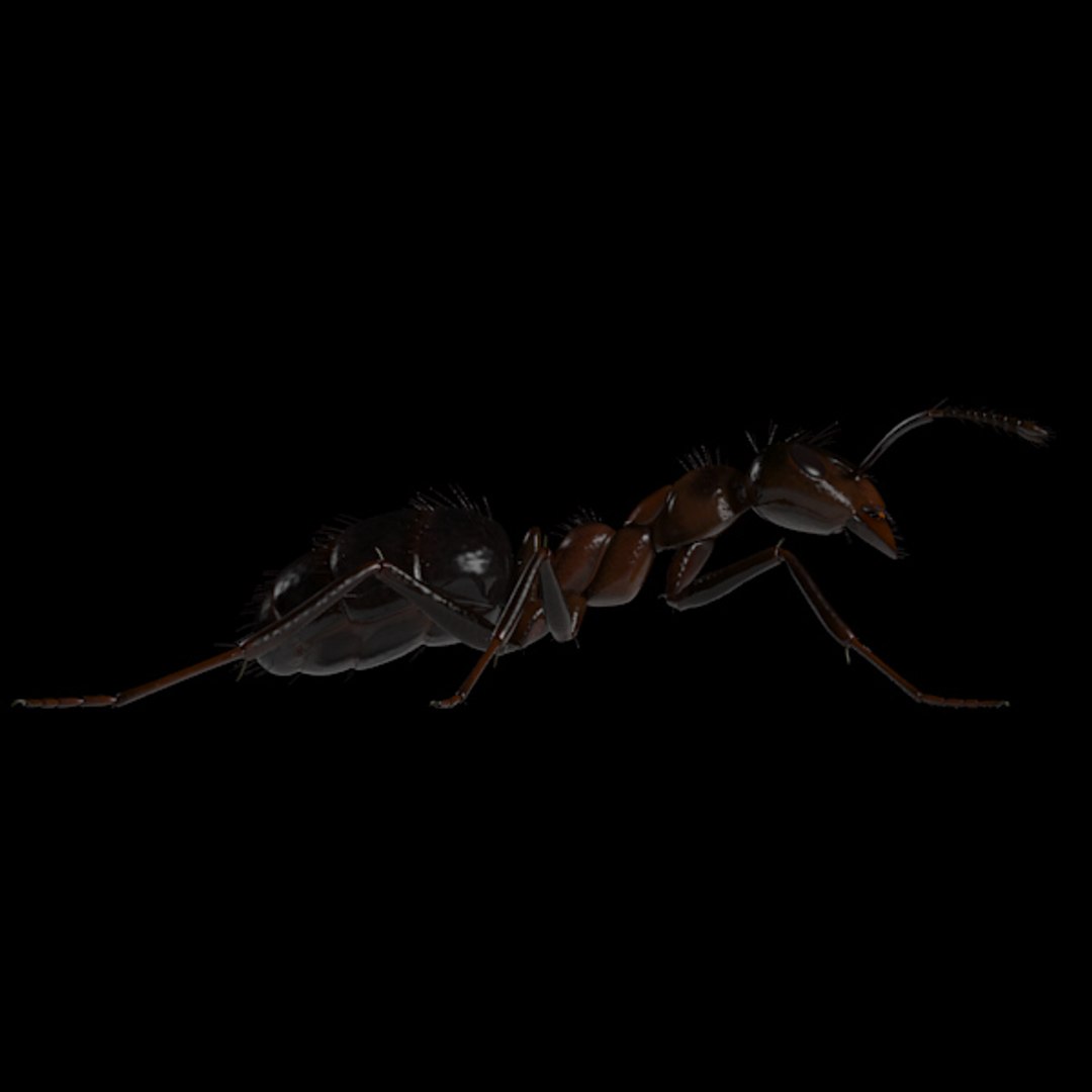 3D Ant - TurboSquid 621627