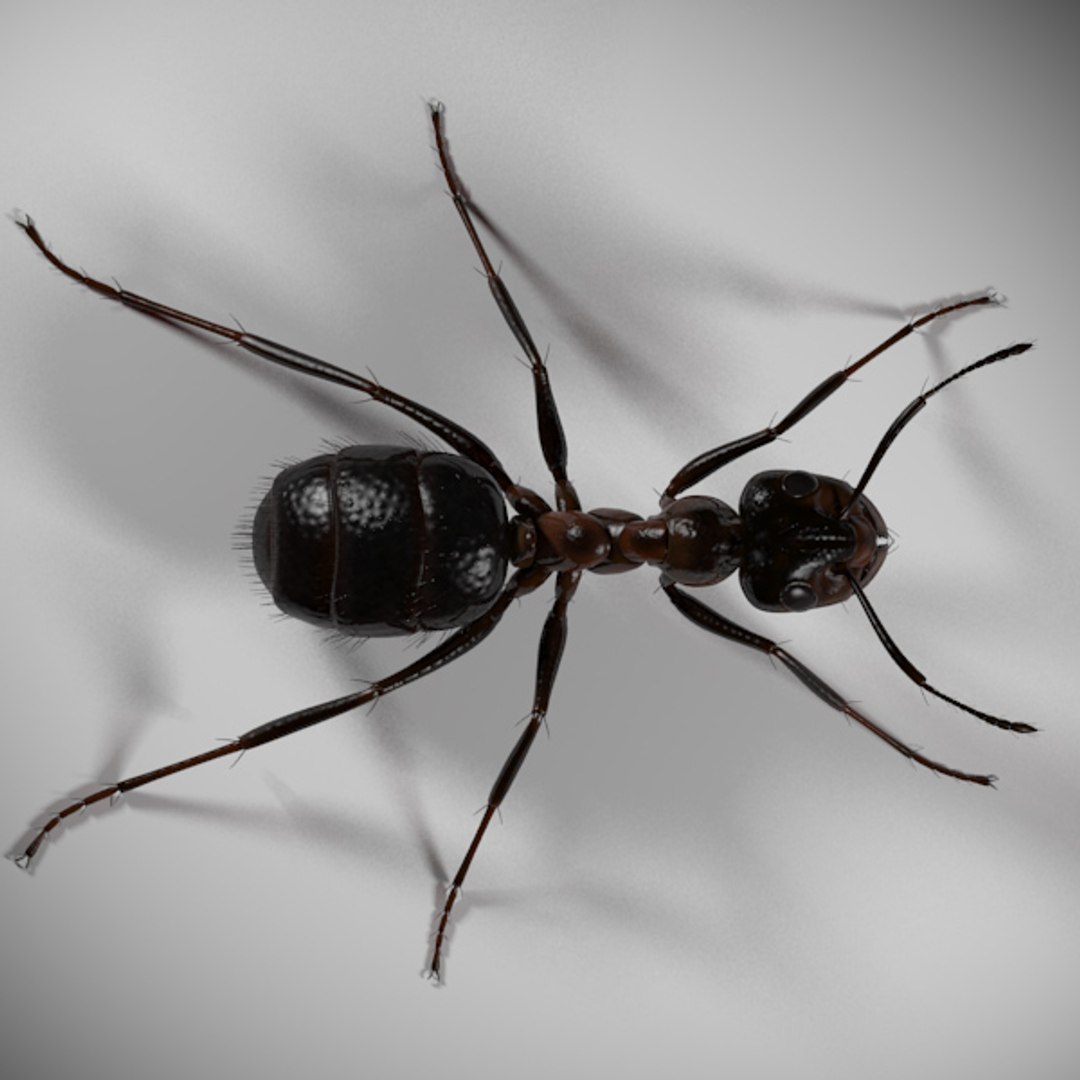 3D Ant - TurboSquid 621627